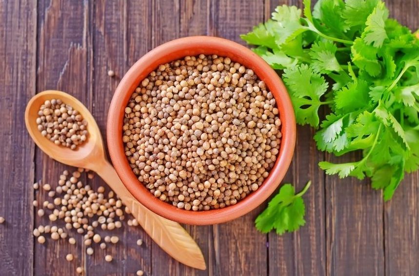 Coriander and Cilantro - Salt The Plate